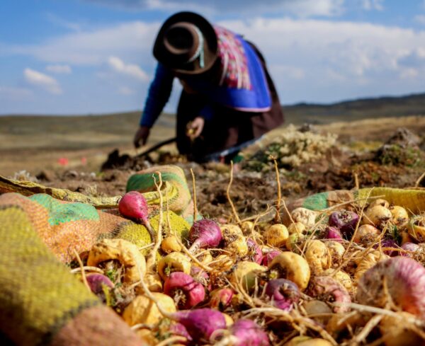 Los beneficios de la Maca, el poderoso alimento de los Incas ...